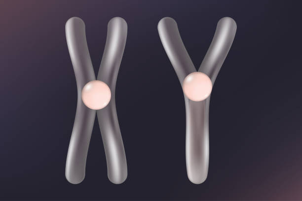 80 Chromosome Xy Stock Illustrations Royalty Free Vector Graphics
