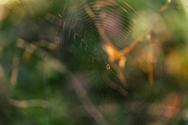 1000+ Spider Web Pictures | Download Free Images on Unsplash