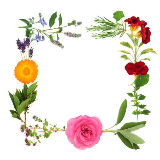 Edible Flowers Pictures | Download Free Images on Unsplash
