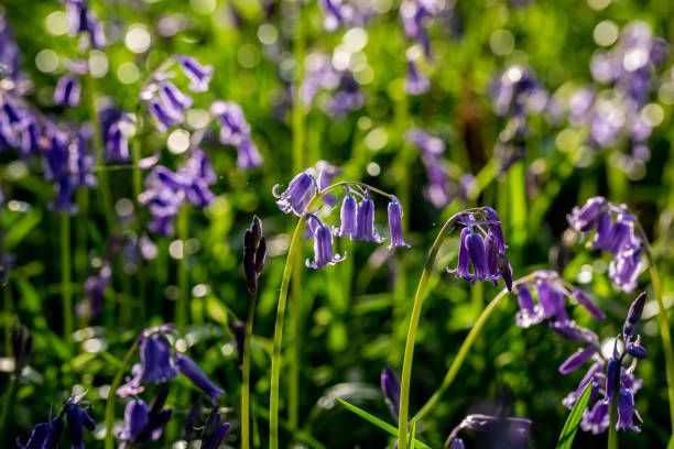 30k+ Bluebell Woods Pictures | Download Free Images on Unsplash