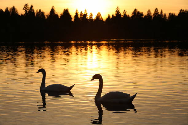 Free Stock Photo of Two Swans Swimming in Water at Sunset | Download ...
