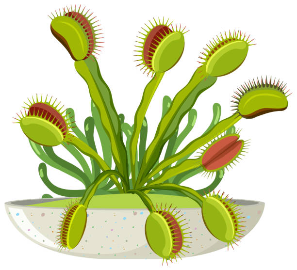 Carnivores Clipart Flower