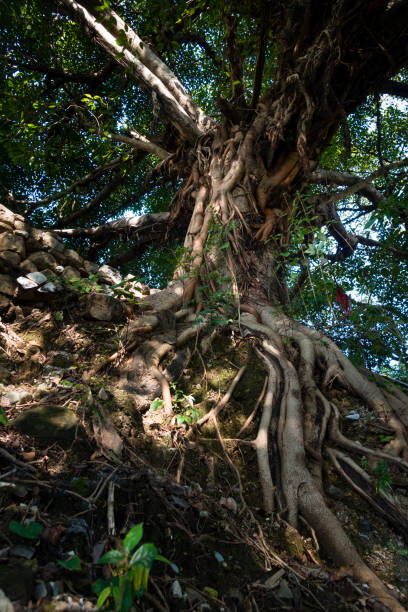 1000+ Peepal Tree Pictures | Download Free Images on Unsplash