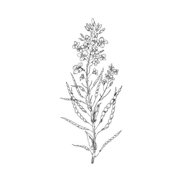 1900 Brassica Napus Ilustrasi Grafik Vektor And Clip Art Bebas