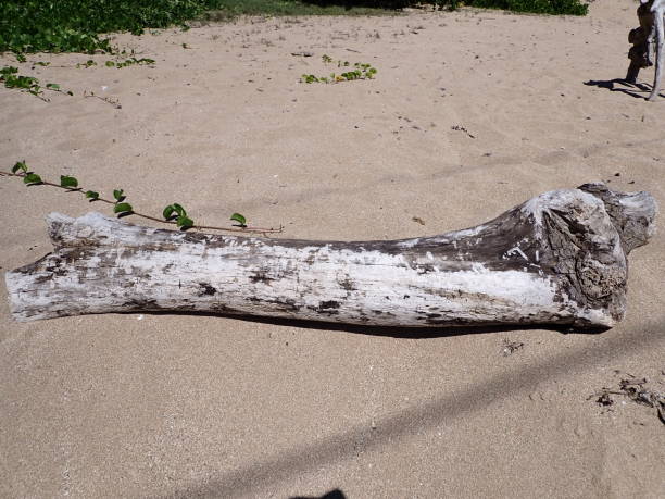Free Stock Photo of Bleached beach log | Download Free Images and Free ...