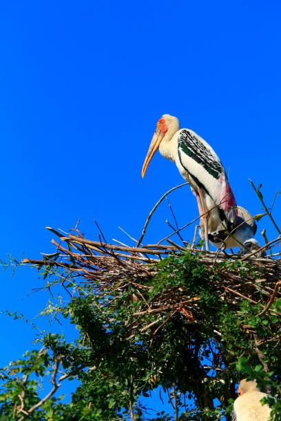 Brid Pictures | Download Free Images on Unsplash