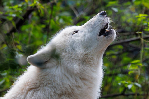 Howl Pictures | Download Free Images on Unsplash