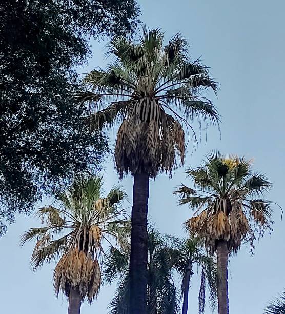 Palmeras Pictures | Download Free Images on Unsplash