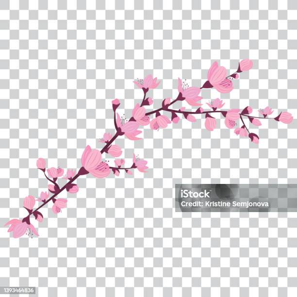 Sakura Cabang Bunga Sakura Ilustrasi Vektor Ilustrasi Stok Unduh