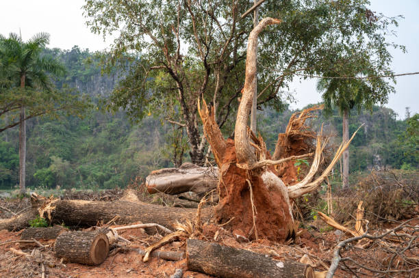 Free picture: Destroyed tree trunks in woodland by hurricane wind