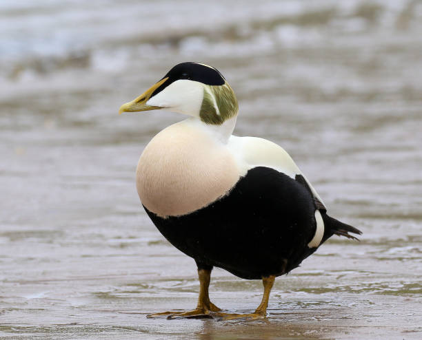 Free picture: common, eiders