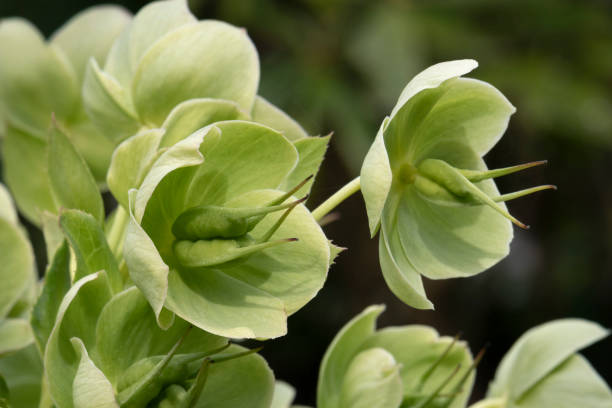 220+ Helleborus Foetidus Stock Photos, Pictures & Royalty-Free Images ... 220+ Helleborus Foetidus Stock Photos, Pictures & Royalty-Free Images ...