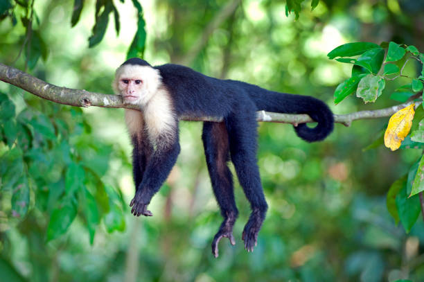 Capuchin Monkey Pictures | Download Free Images on Unsplash
