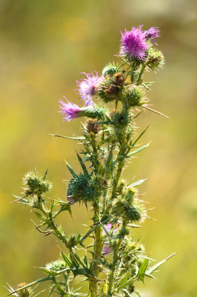 Thistle Pictures | Download Free Images on Unsplash