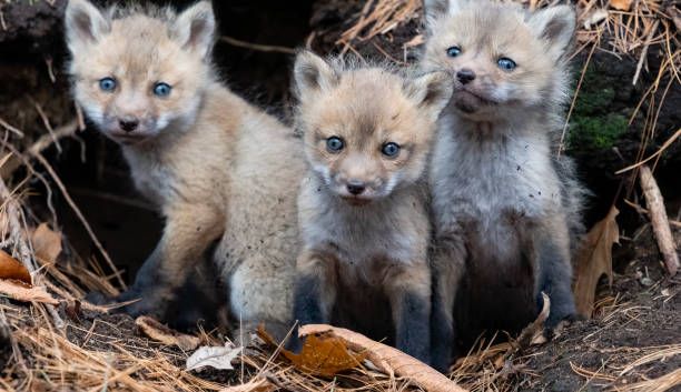 Baby Fox Pictures | Download Free Images on Unsplash