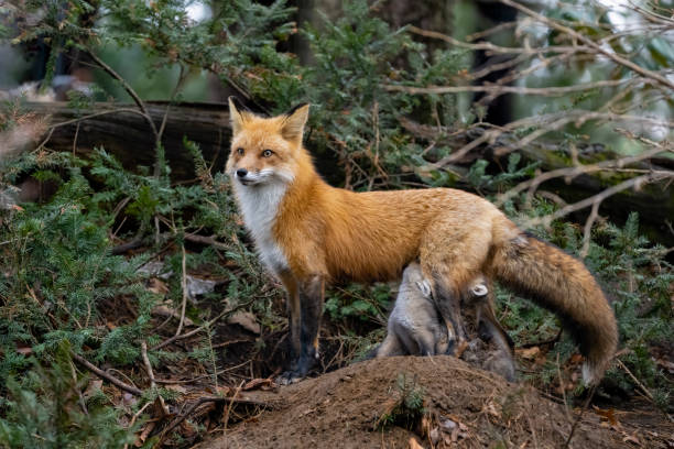 Free Stock Photo of Red Fox Sitting on Top of Rocky Hillside | Download ...