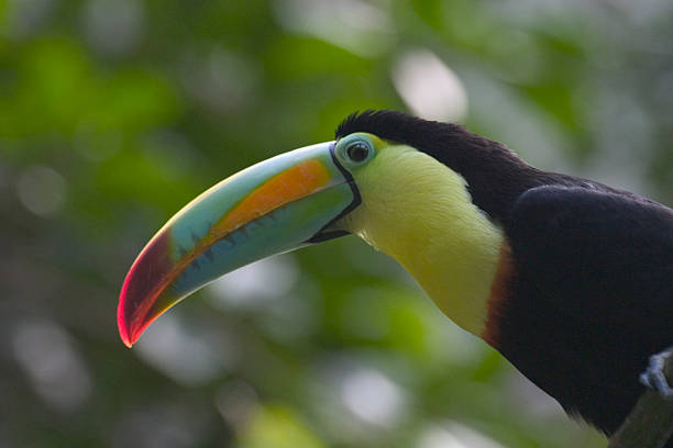 Free picture: toucan, bird, maya, biosphere, reserve, central, Americas ...