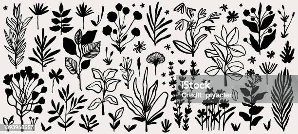 Bentuk Dan Daun Abstrak Bunga Untuk Desain Botani Modern Alami