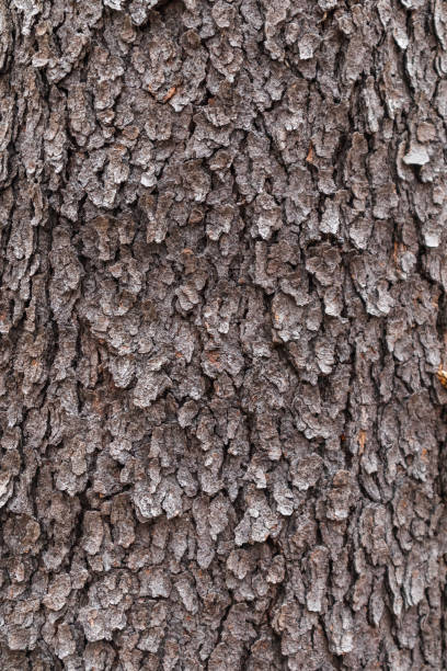 Cherry Tree Bark