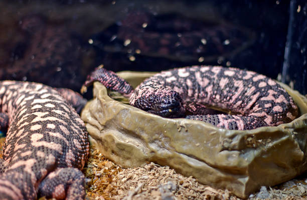 Gila Monster Pictures | Download Free Images on Unsplash