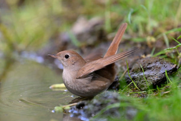 Nightingale Pictures | Download Free Images on Unsplash