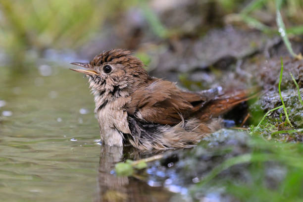 Nightingale Pictures | Download Free Images on Unsplash