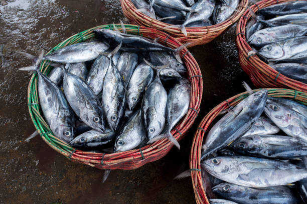 Free Stock Photo of Tuna fish | Download Free Images and Free Illustrations