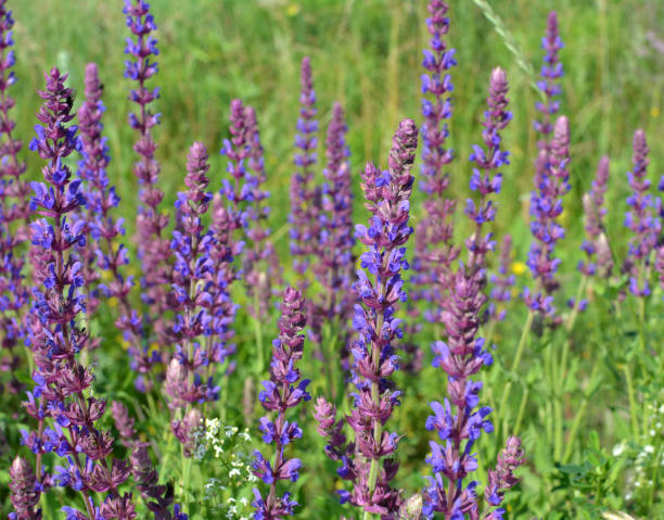 750+ Sage Pictures [HQ] | Download Free Images on Unsplash