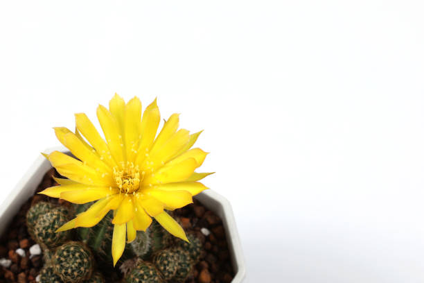 Free Stock Photo of Small Yellow Cactus on White Pot | Download Free ...