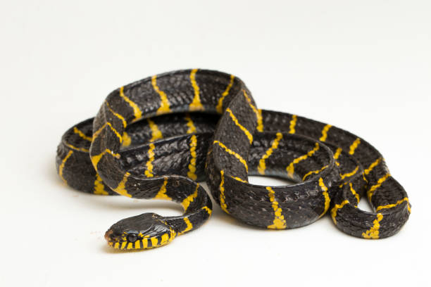 Cat Snake Felix Garter - Free photo on Pixabay - Pixabay
