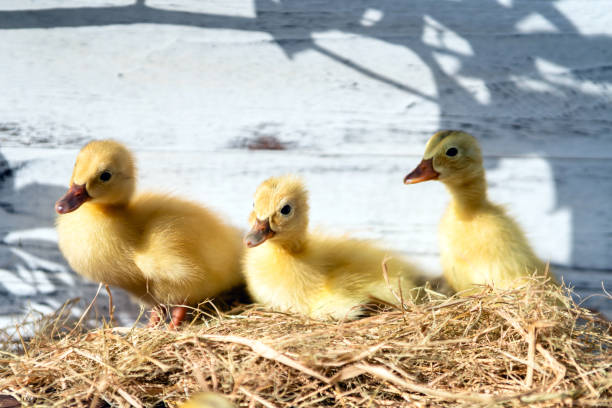 Free Stock Photo of Flock of fuzzy ducklings by a fence | Download Free ...