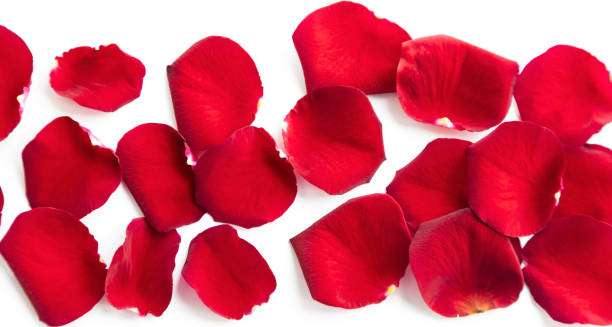 Free picture: Close-up of dark red rose petals blooming