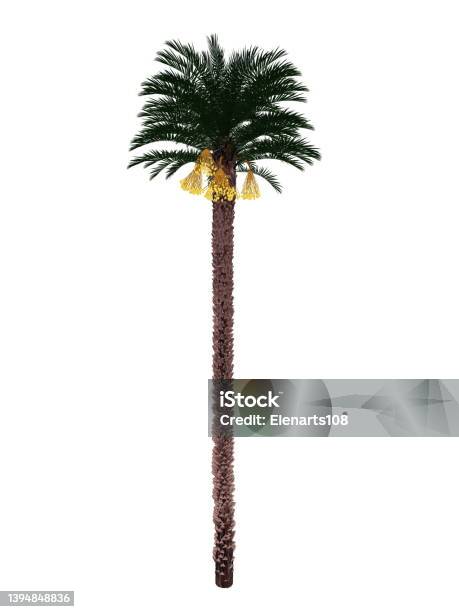 Pohon Tanggal Render 3d Foto Stok - Unduh Gambar Sekarang - Akar ... Pohon Tanggal Render 3d Foto Stok - Unduh Gambar Sekarang - Akar ...