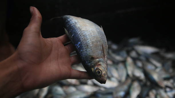 Free picture: shoal, fish, shallows
