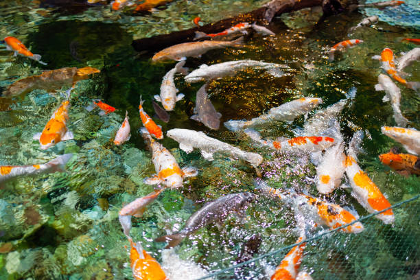 Free picture: goldfish, lake