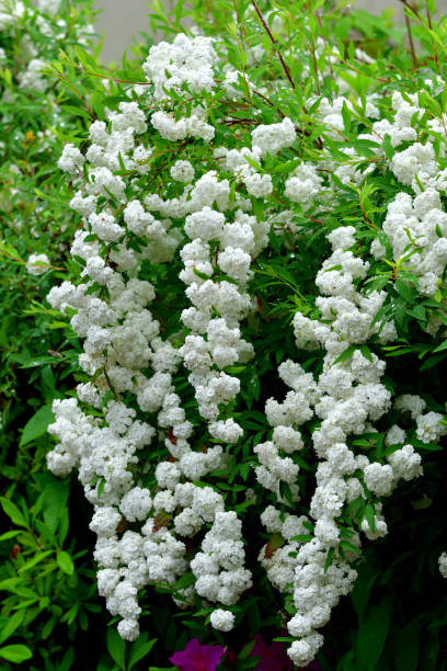 reeve-s-spiraea Premium Photos, Pictures and Images by Istock