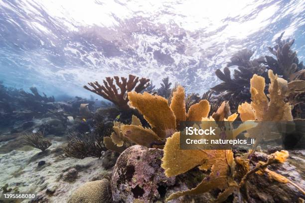 Pemandangan Laut Dengan Kipas Laut Karang Gorgonian Dan Spons Di ... Pemandangan Laut Dengan Kipas Laut Karang Gorgonian Dan Spons Di ...