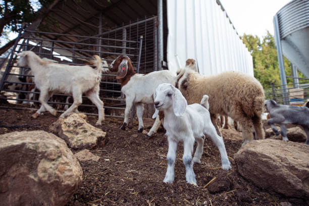 Free Stock Photo of Close-up portrait of a white goat | Download Free ...