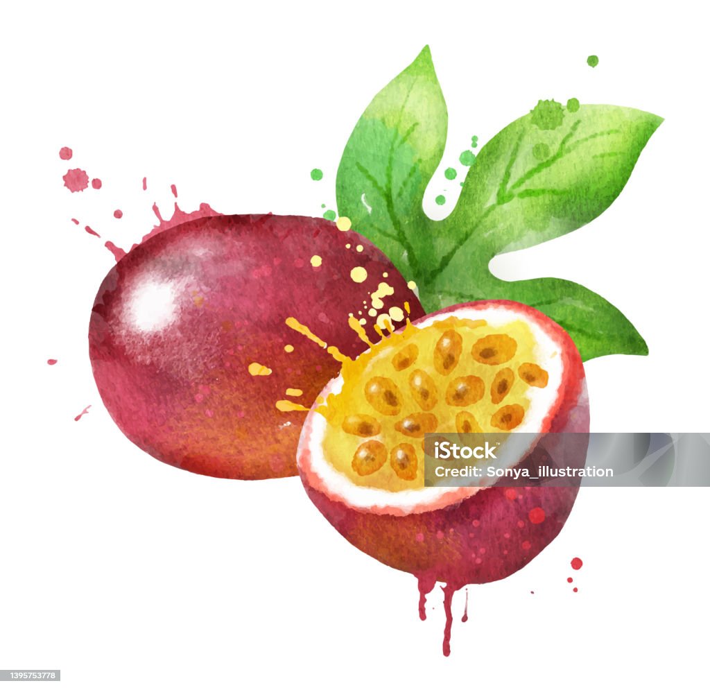 Watercolor Vector Illustration Of Passionfruit Stock Illustration
