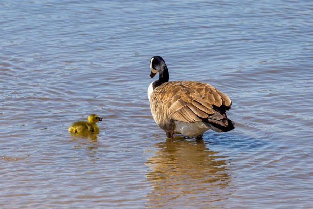 Free picture: gosling, cackling, Canada goose