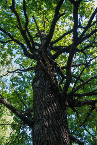 One Tree Pictures | Download Free Images on Unsplash
