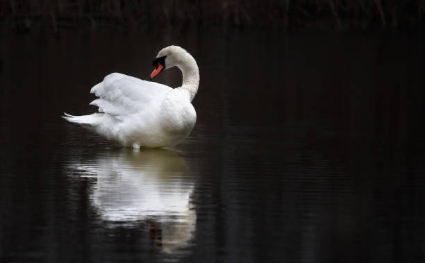 Free picture: bird, feather, nature, wild, water, wildlife, animal ...
