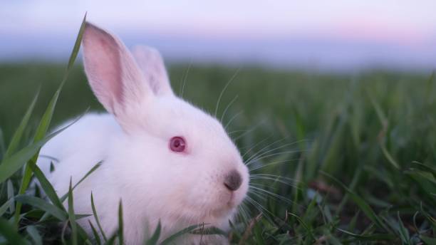 Free Stock Photo of White Rabbit Sitting in Tall Grass | Download Free ...