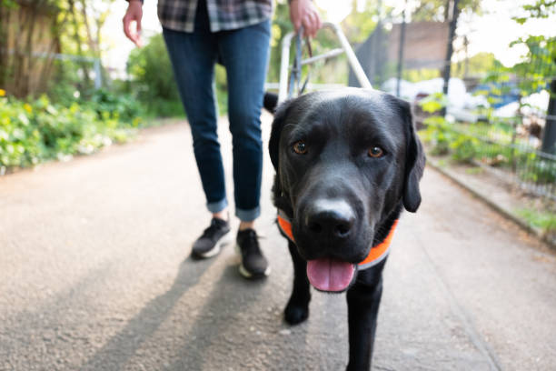 Guide Dog Pictures | Download Free Images on Unsplash