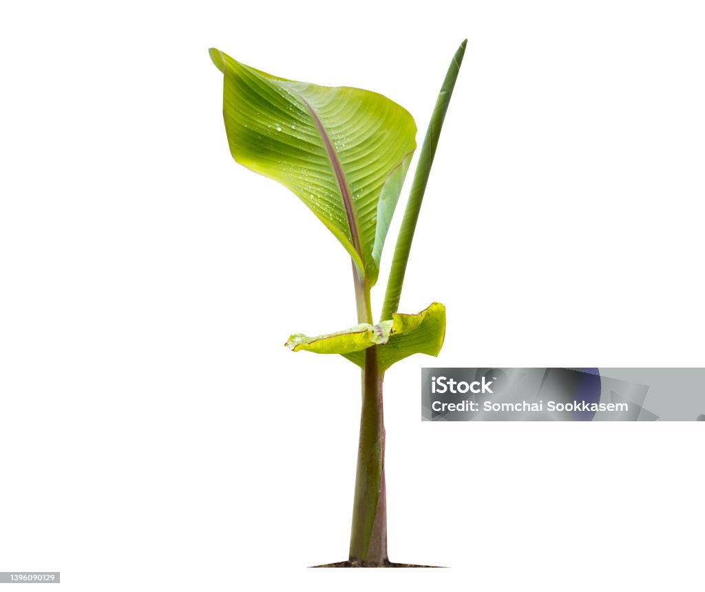 Pohon Pisang Kecil Hijau Mengisolasi Pada Latar Belakang Putih Dengan Jalur Kliping Foto Stok