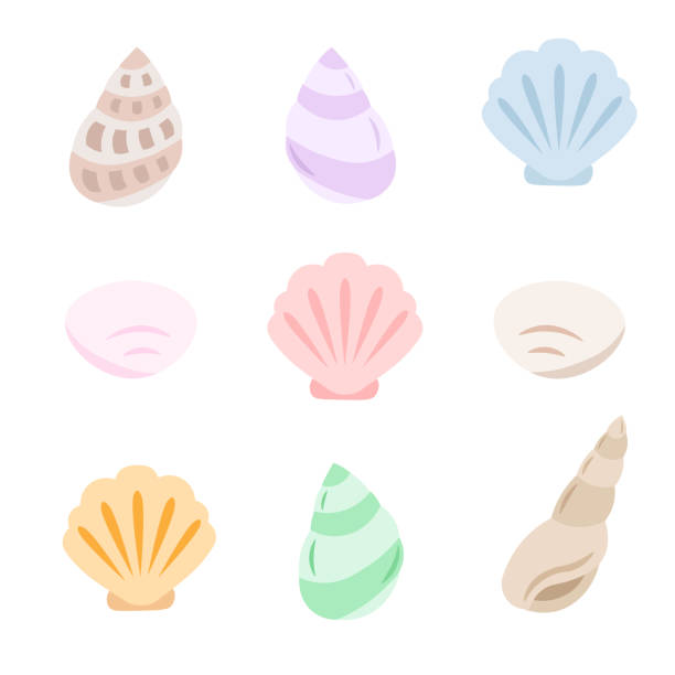 [90] Seashell Clipart Vector PNG , SVG, EPS, PSD, AI