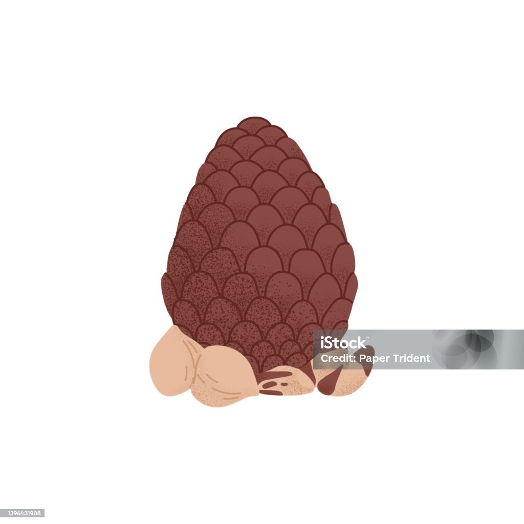 Kacang Pinus Dan Komposisi Kerucut Cedar Pinecone Dengan Pinon Buah