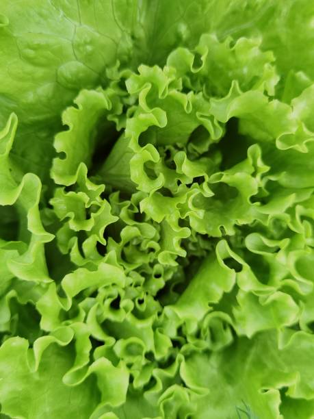 Lechuga Pictures | Download Free Images on Unsplash