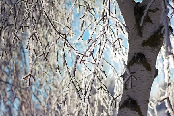 Free Stock Photo of Frost-covered birch trees with heavy snow in a ...