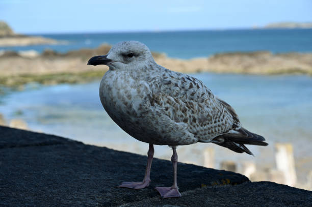 Mouette Pictures | Download Free Images on Unsplash